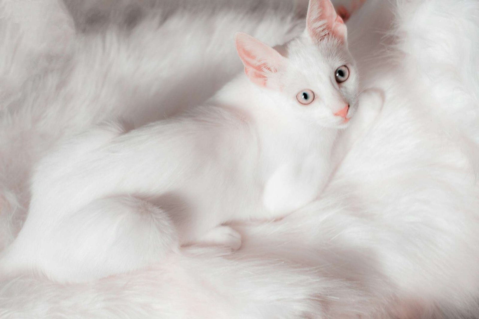 Cat Colors Explained: The Definitive Guide - All Pet Perks