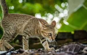 Cat Flattened Ears: What They Mean - All Pet Perks