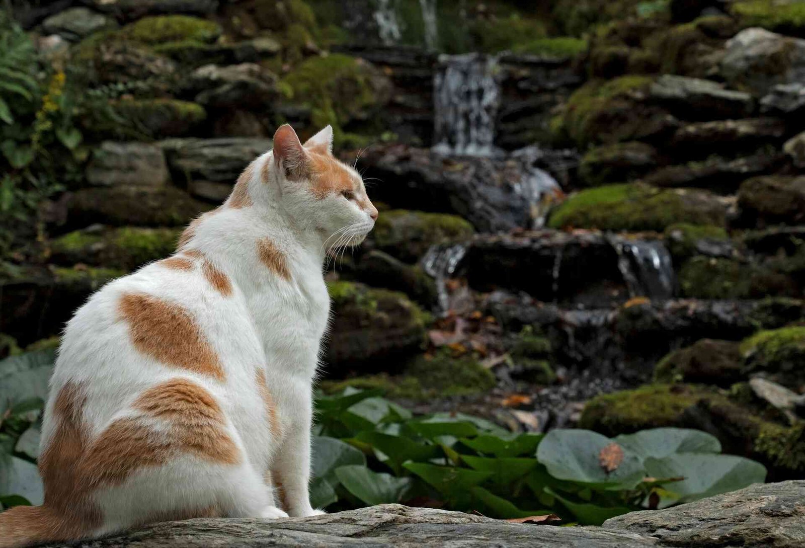 Cat Colors Explained: The Definitive Guide - All Pet Perks