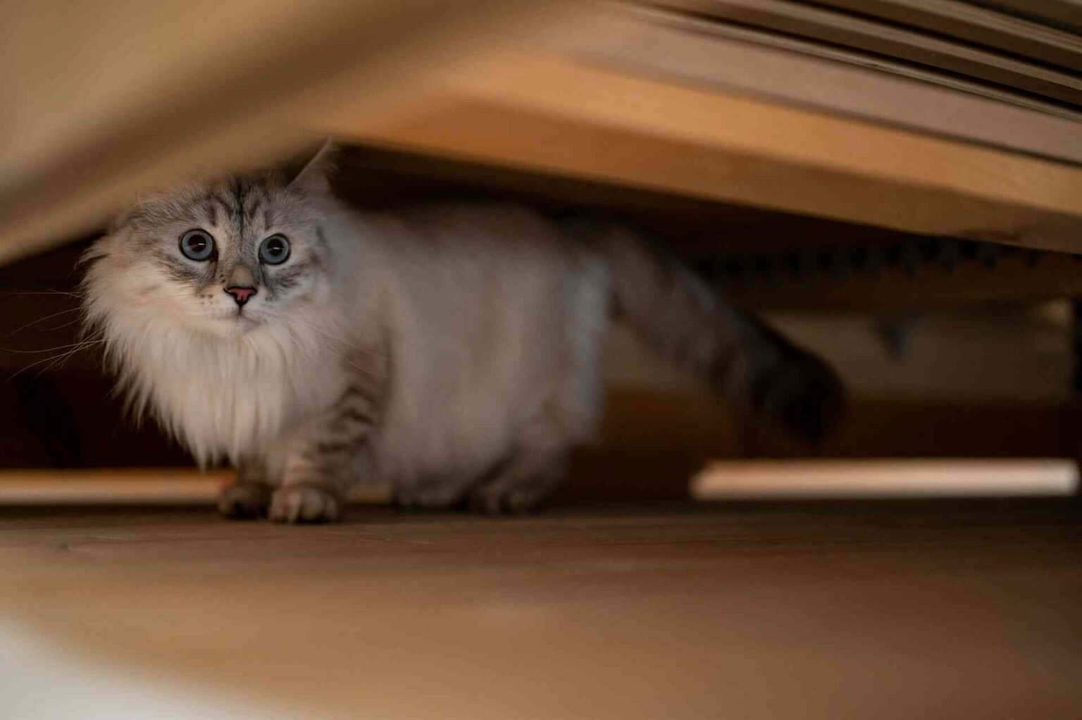 Why Is My Cat Hiding Under the Bed? What It Really Means