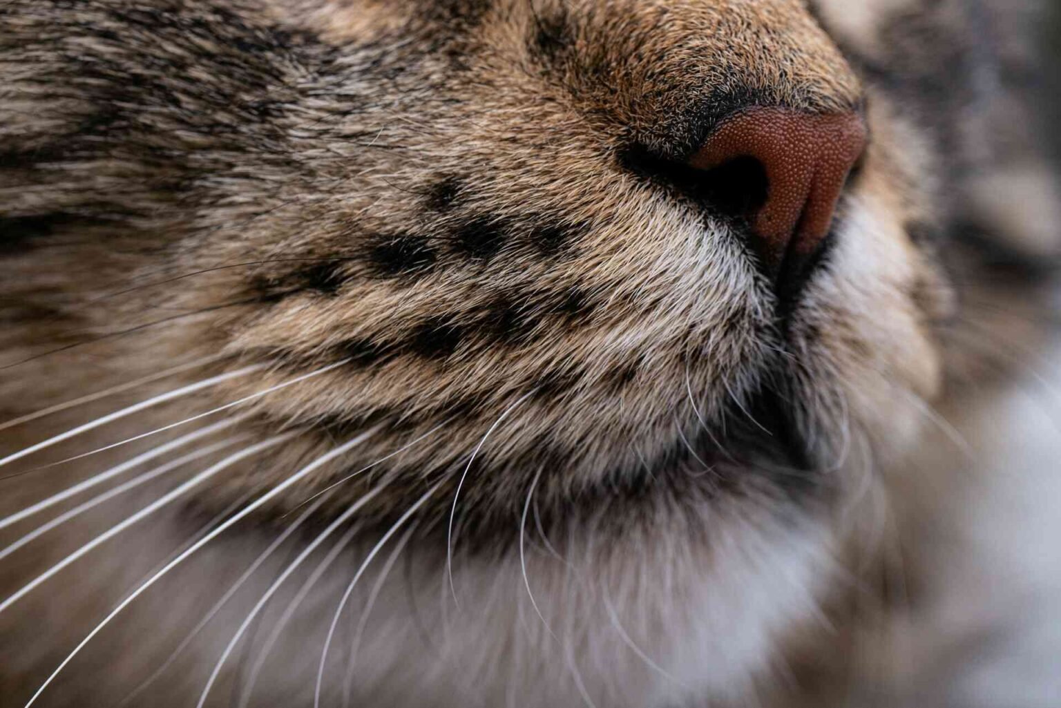 Is Lavender Safe for Cats to Smell? A Guide for Cat Owners