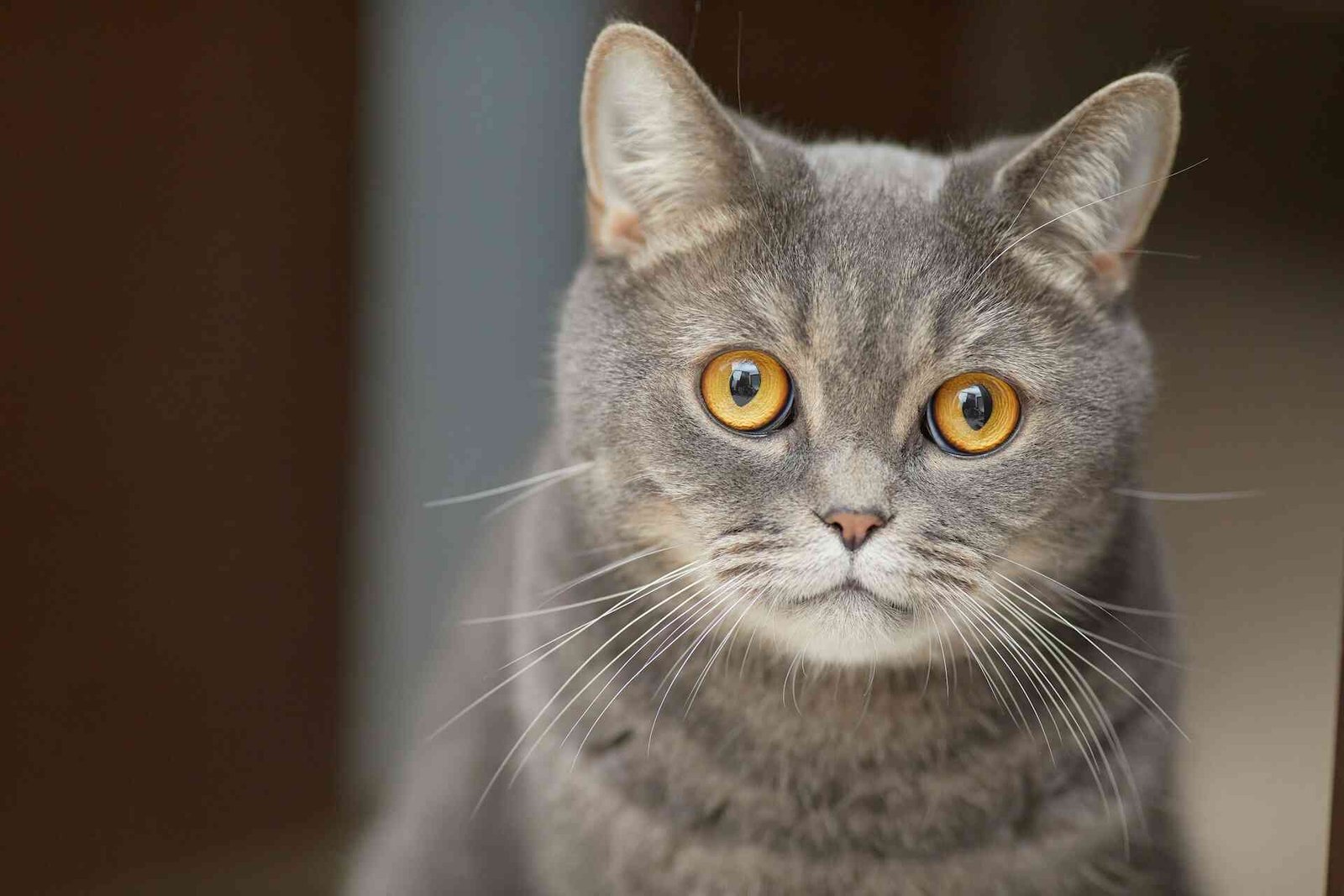 When Do Cats’ Eyes Change Color? A Full Timeline - All Pet Perks