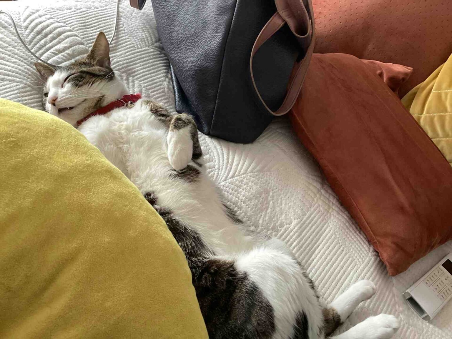 Cat Sleeping Positions and What They Mean - All Pet Perks