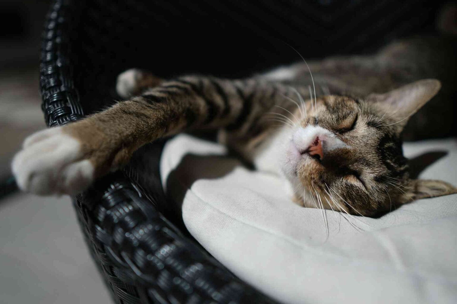 Cat Sleeping Positions and What They Mean - All Pet Perks