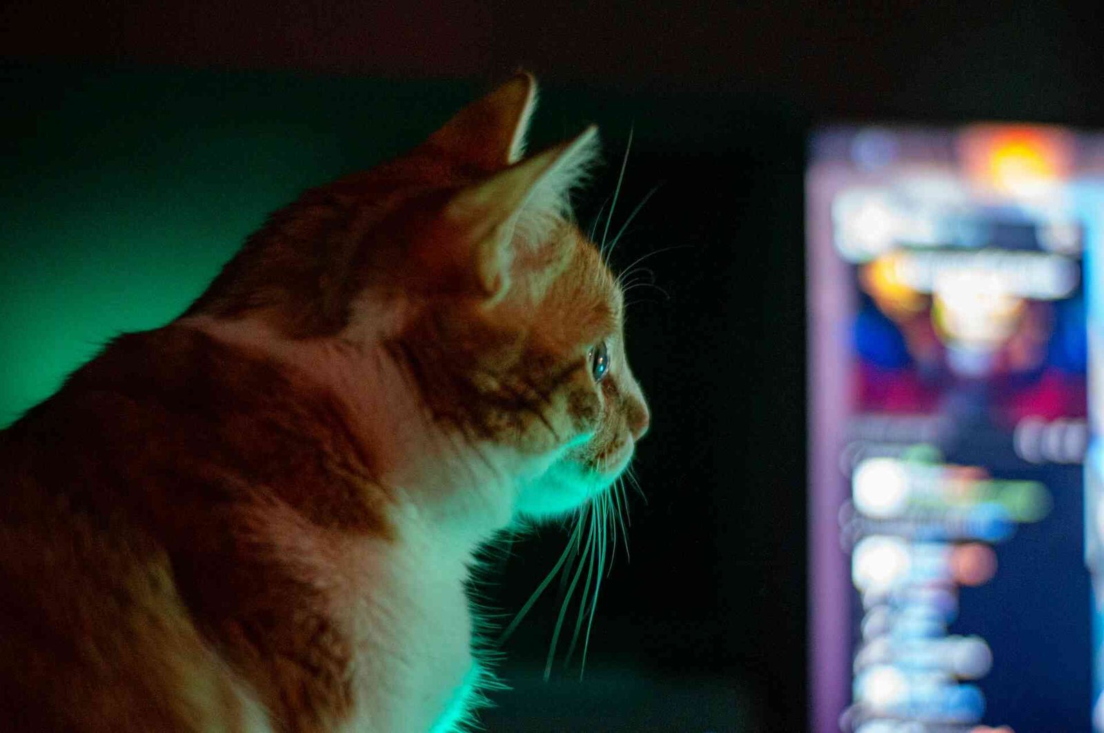 Why Do Cats Watch TV? What They Really See on the Screen