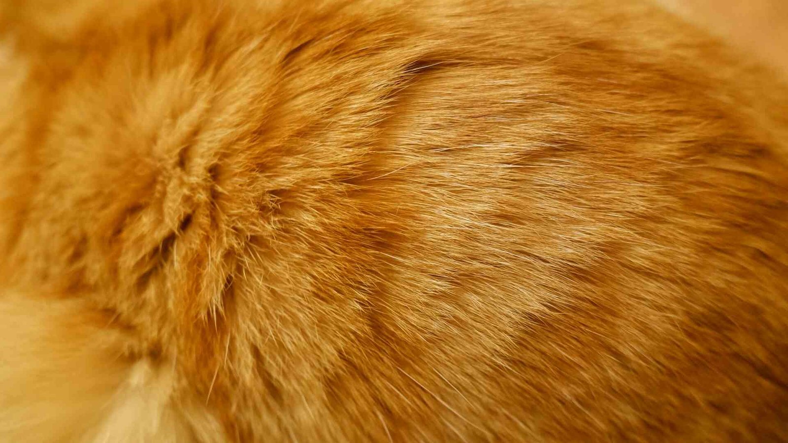 Cat Colors Explained: The Definitive Guide - All Pet Perks