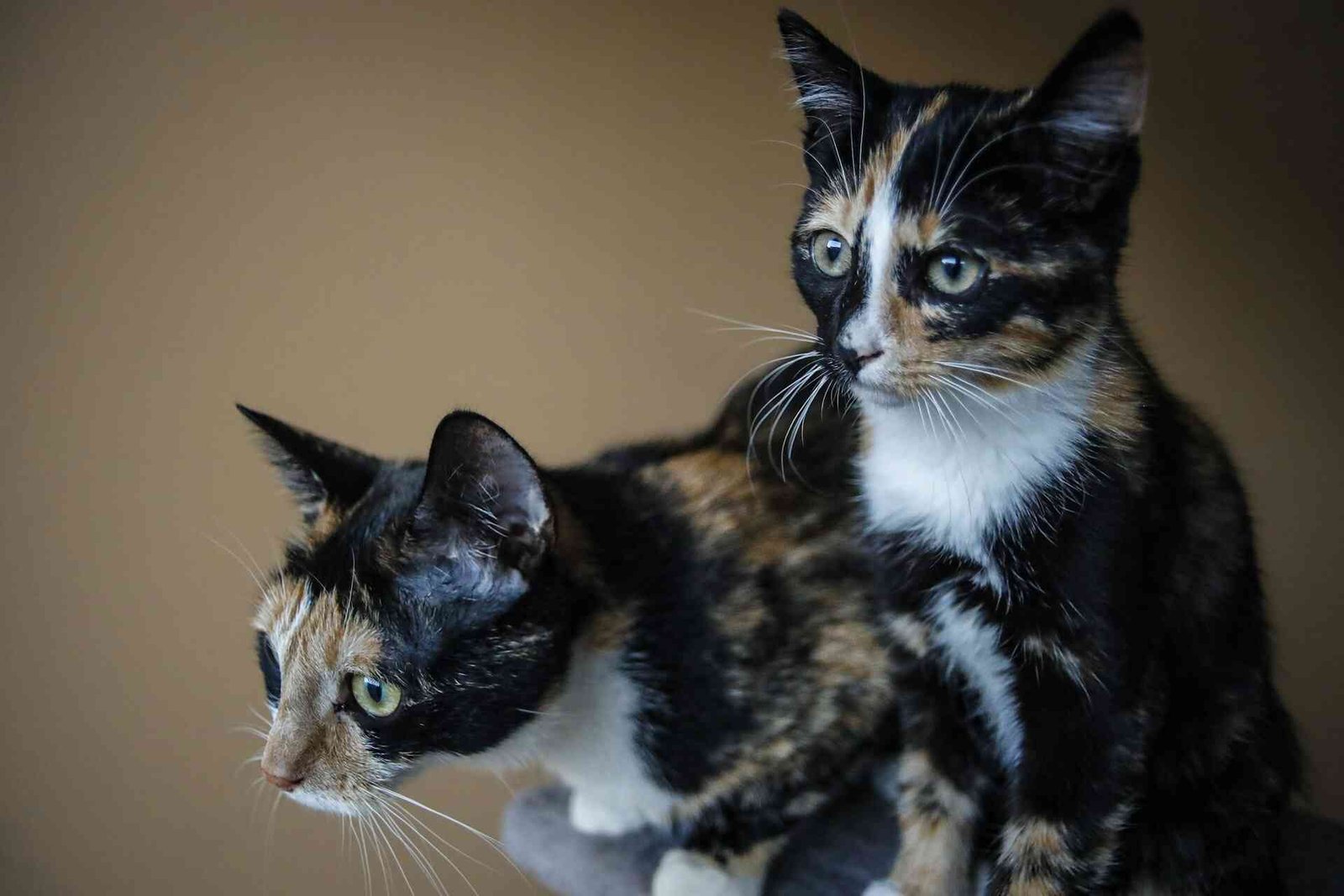 200+ Adorable Twin Cat Names: From Cute to Creative