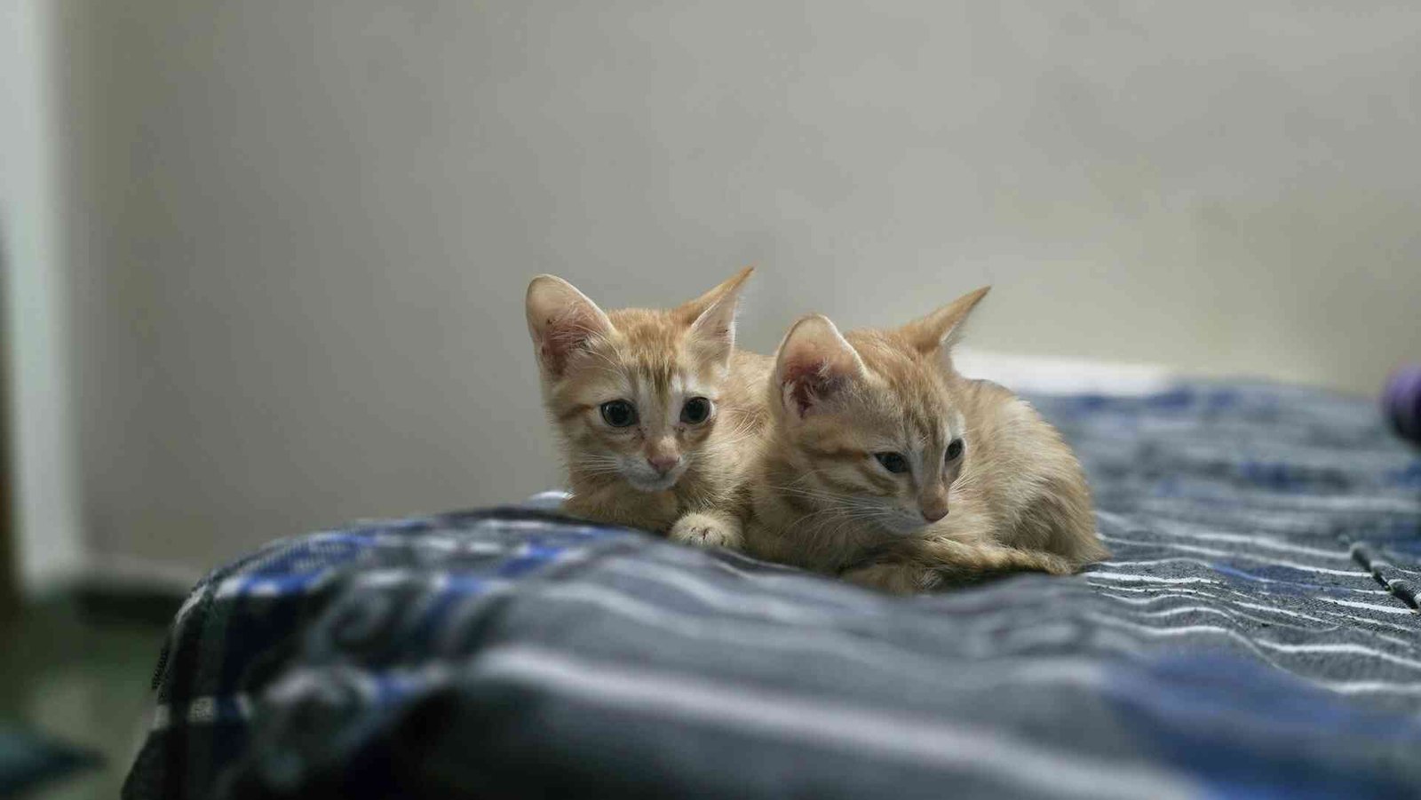200+ Adorable Twin Cat Names: From Cute to Creative