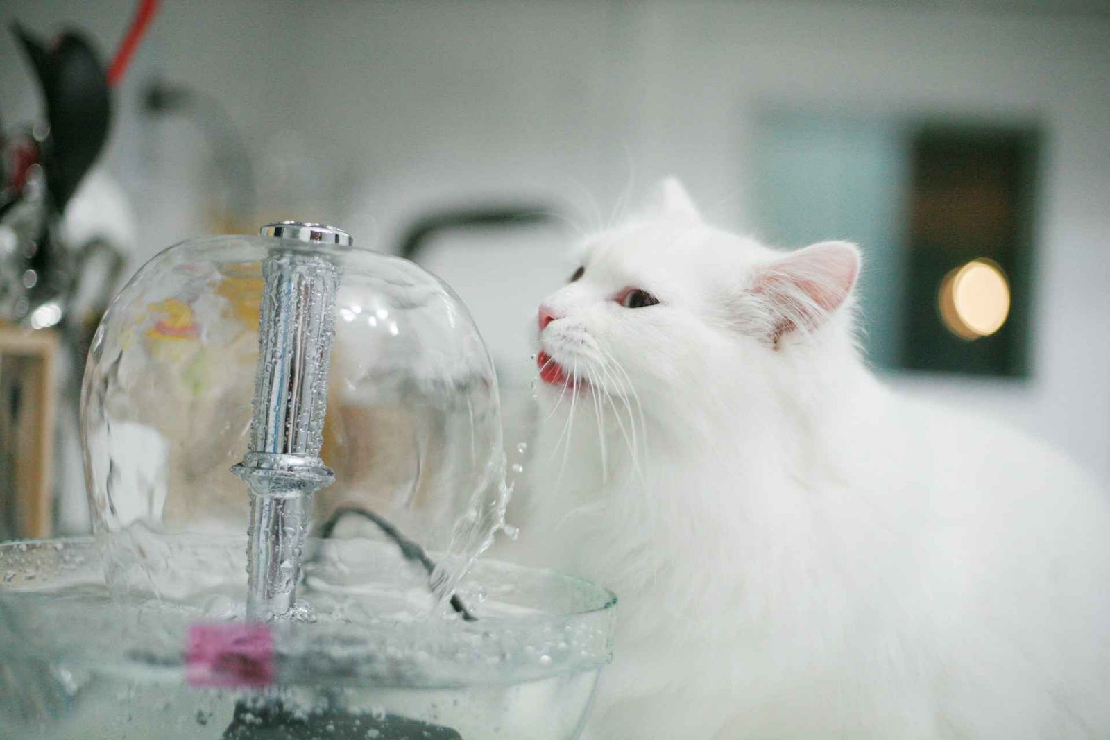 Are Cat Water Fountains Worth It? Pet Owner’s Guide