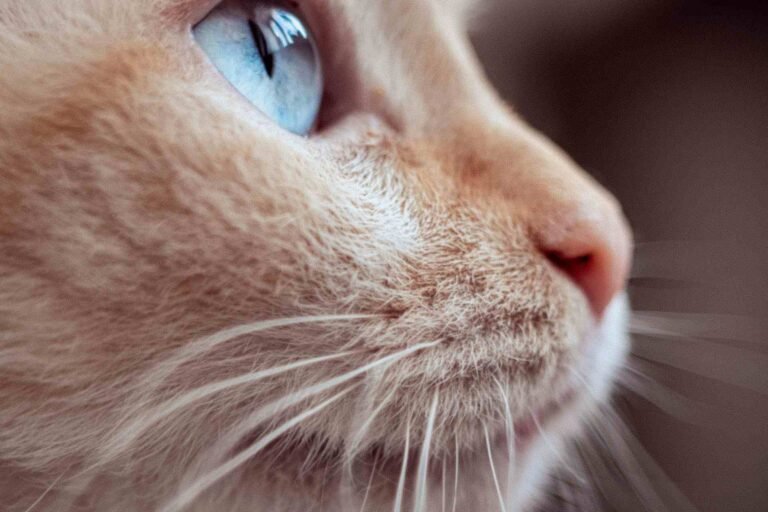 Divine Cat Names: Mythology Names from Ancient Legends