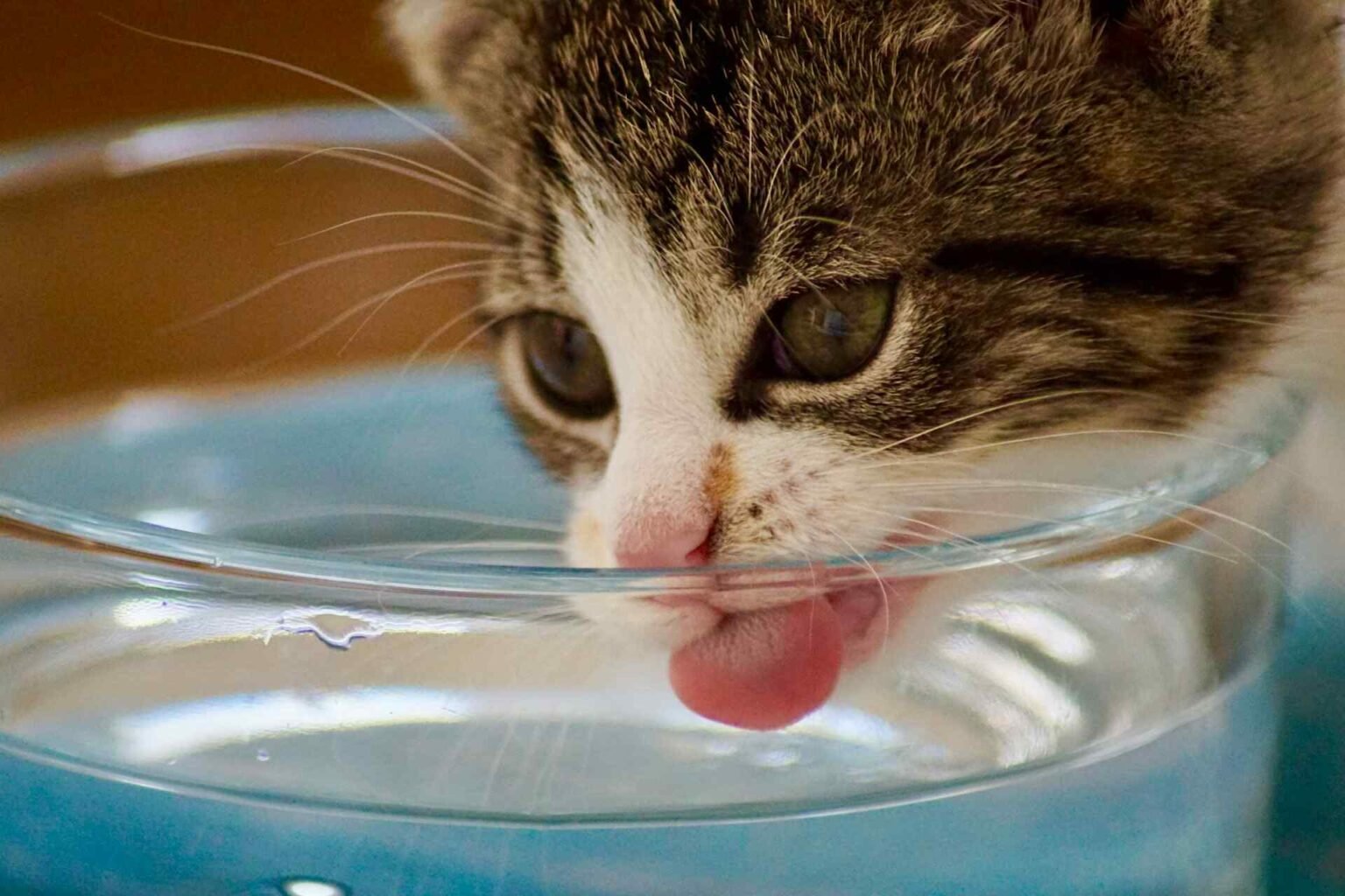 How Many Hours Do Kittens Sleep: The Full Age-by-Age Guide