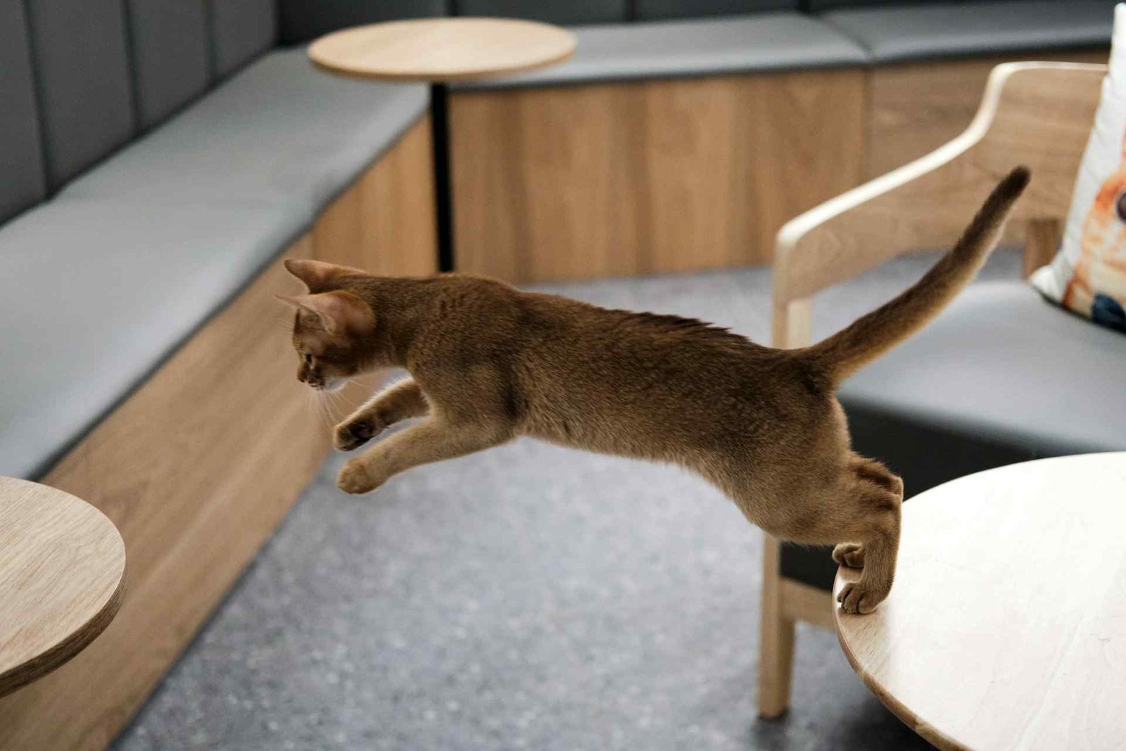 How High Can Cats Jump? Your Cat’s Amazing Abilities