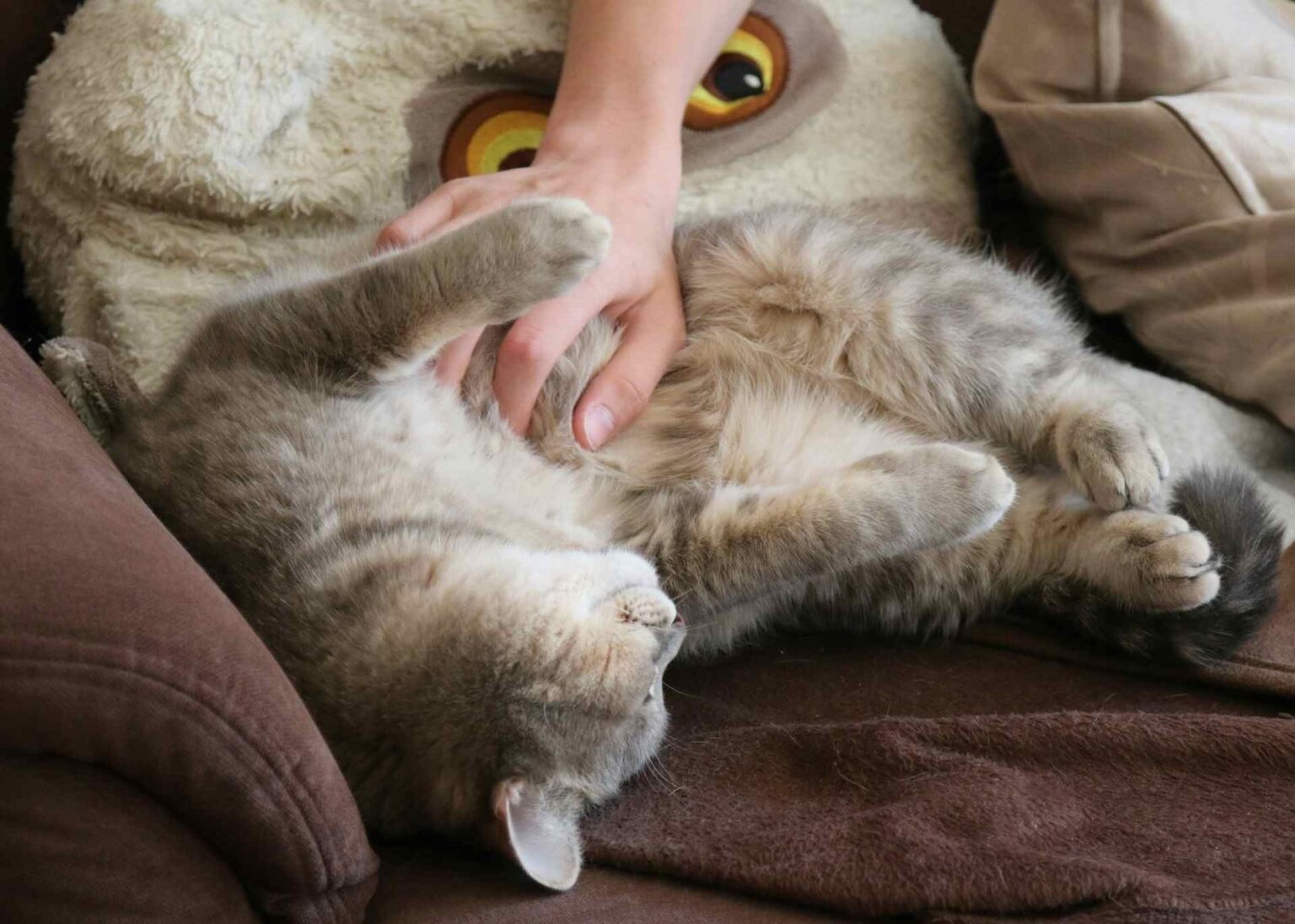 Where Are Cats Ticklish? Most Sensitive Spots - All Pet Perks