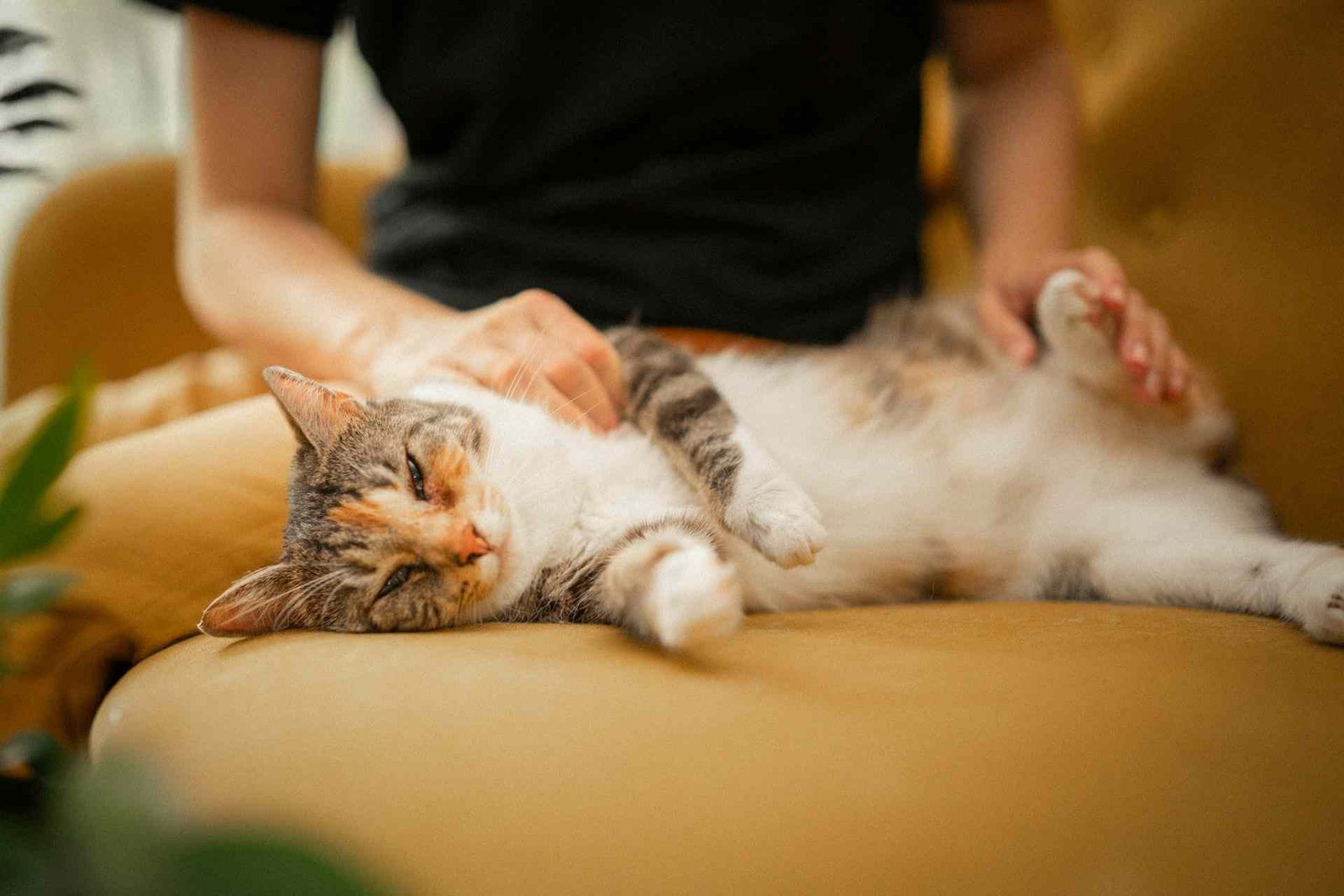 Where Are Cats Ticklish? Most Sensitive Spots - All Pet Perks