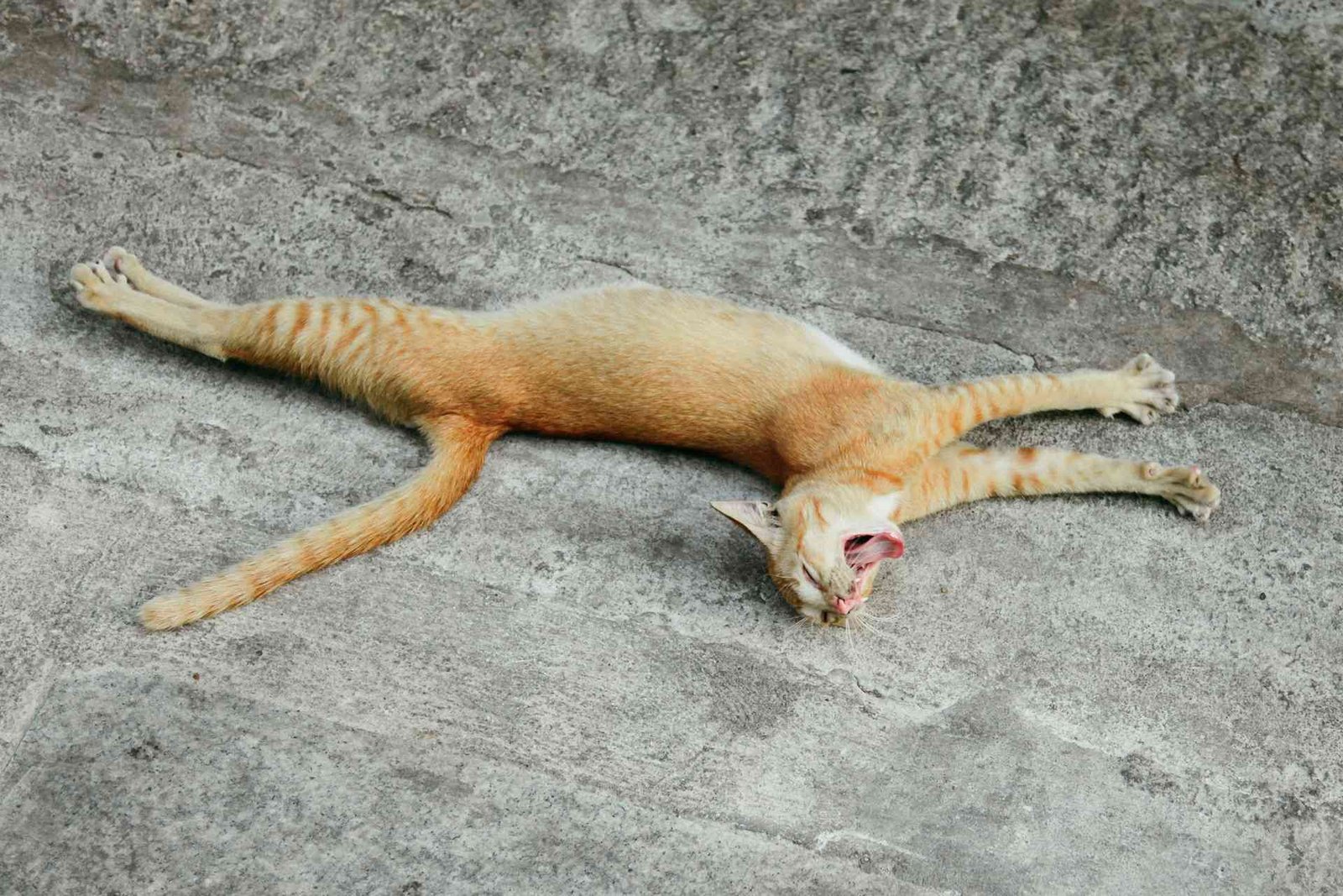 Is Your Cat’s Tail Chasing Normal? What You Need to Know