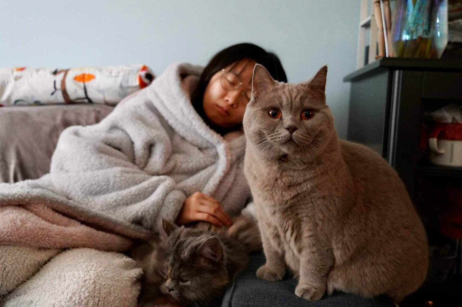 Can Cats Sense When You’re Sick? Your Cat’s Health Radar