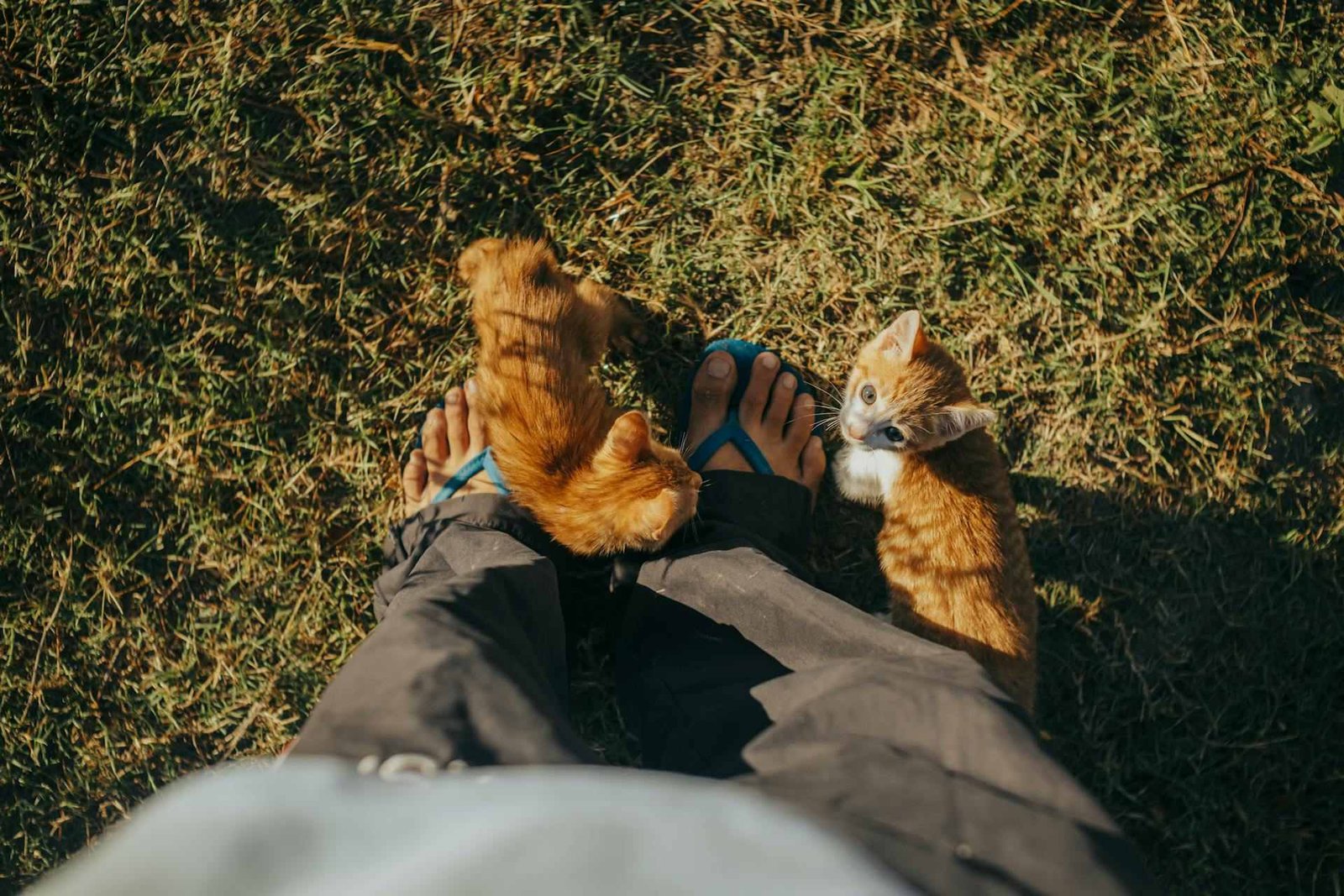 Why Does My Cat Attack My Feet When I Walk Away?