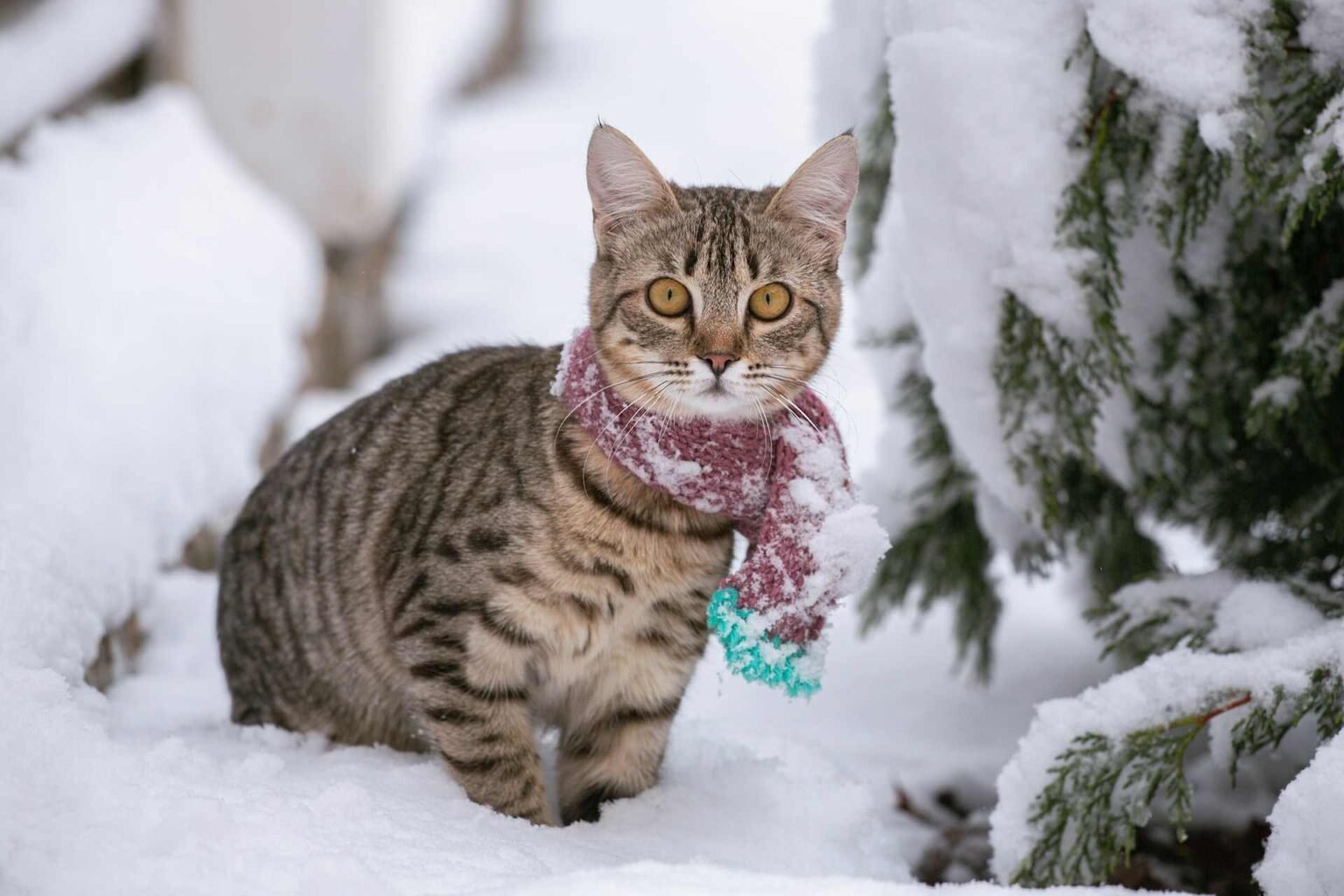 Do Cats Eat Less in Winter? Your Feline’s Seasonal Appetite